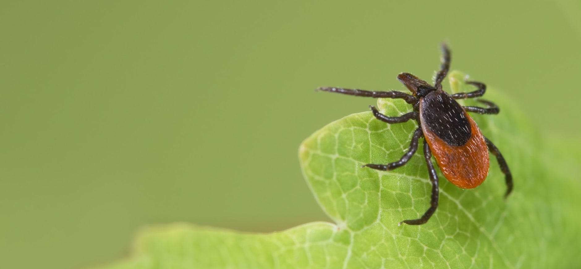 De teek | Natuurmonumenten